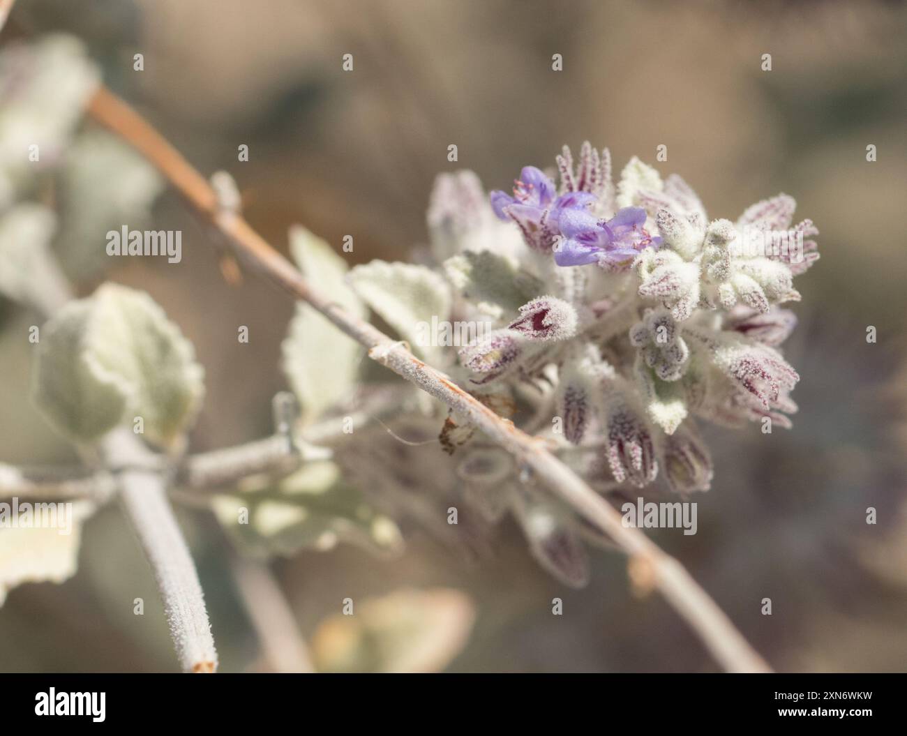 desert lavender (Condea emoryi) Plantae Stock Photo - Alamy