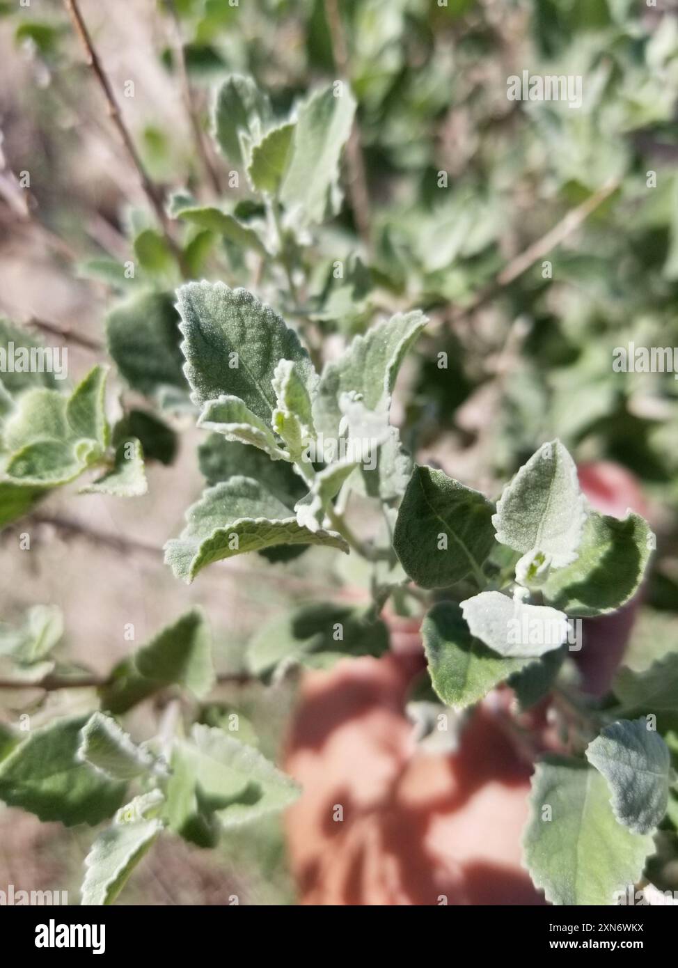 desert lavender (Condea emoryi) Plantae Stock Photo - Alamy