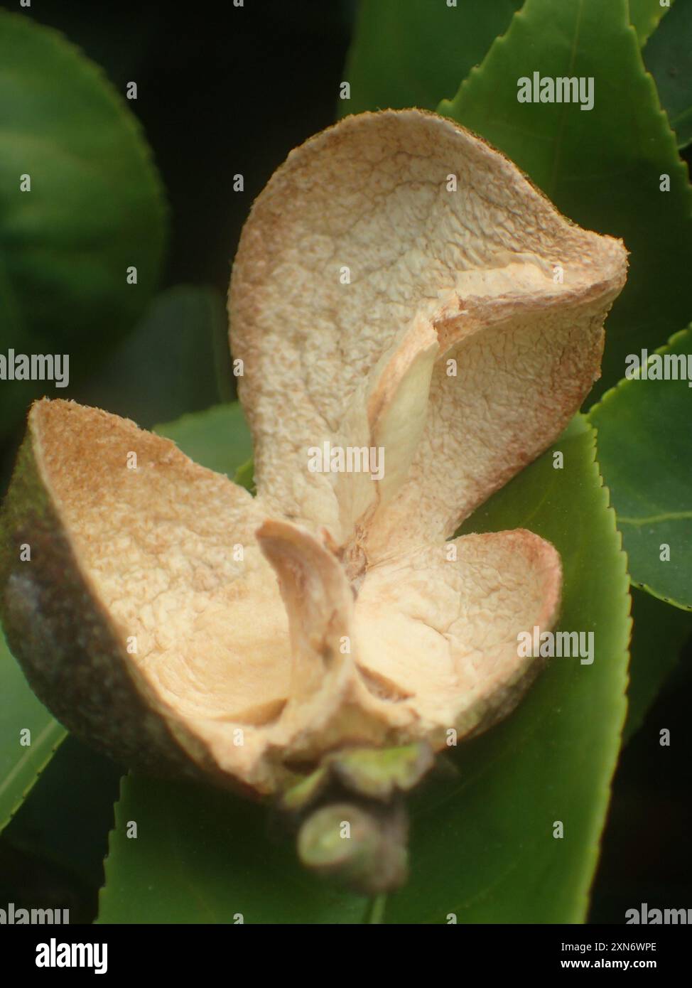 (Camellia formosensis) Plantae Stock Photo - Alamy