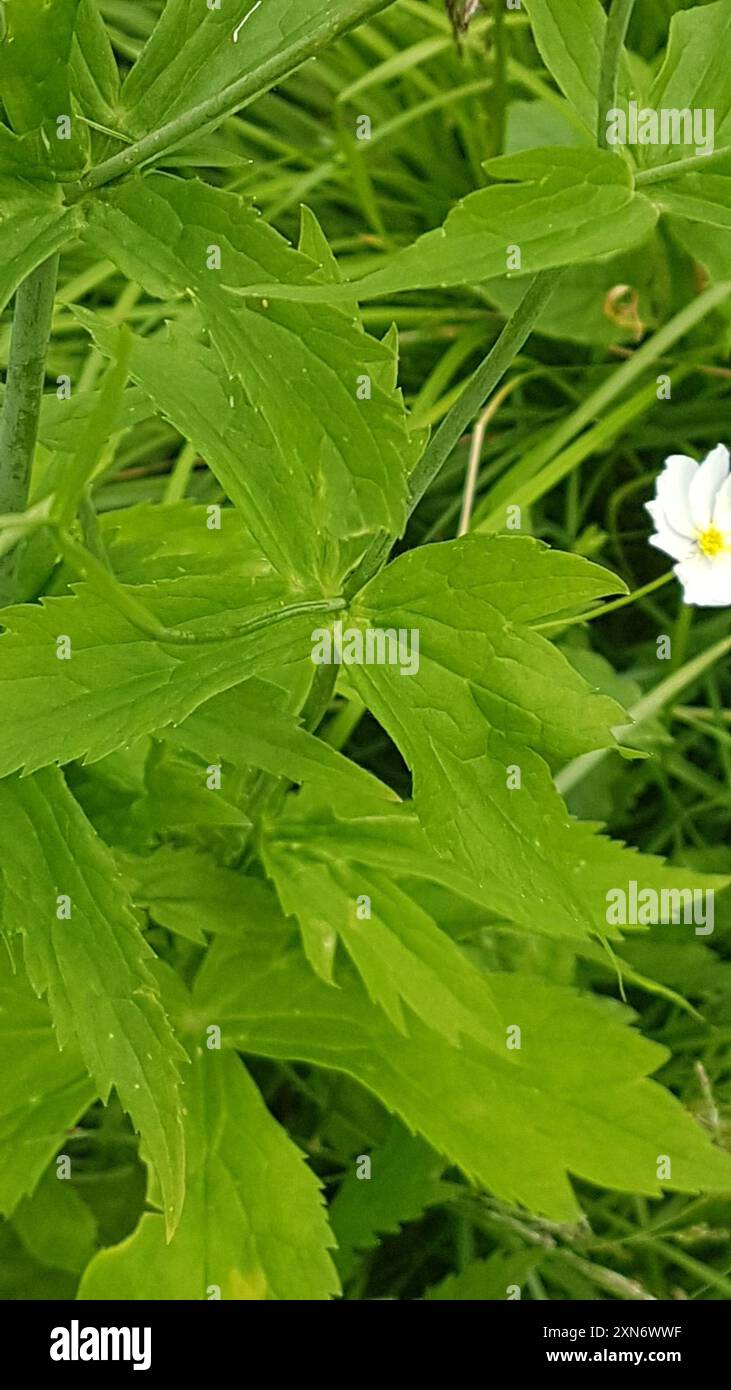 Large White Buttercup (Ranunculus platanifolius) Plantae Stock Photo ...