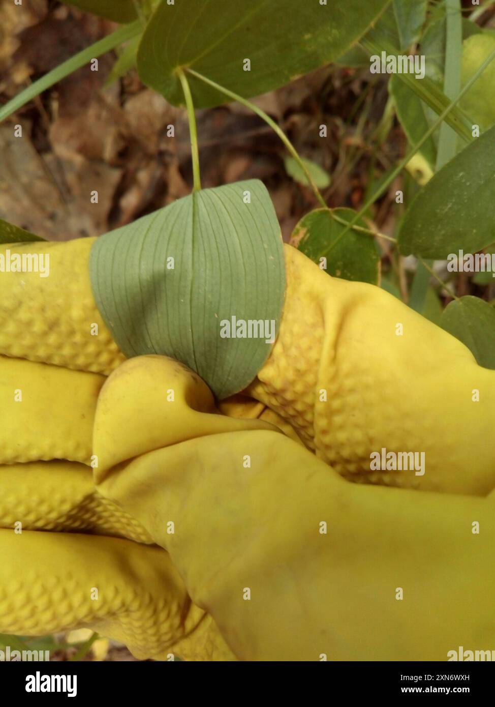 perfoliate bellwort (Uvularia perfoliata) Plantae Stock Photo - Alamy