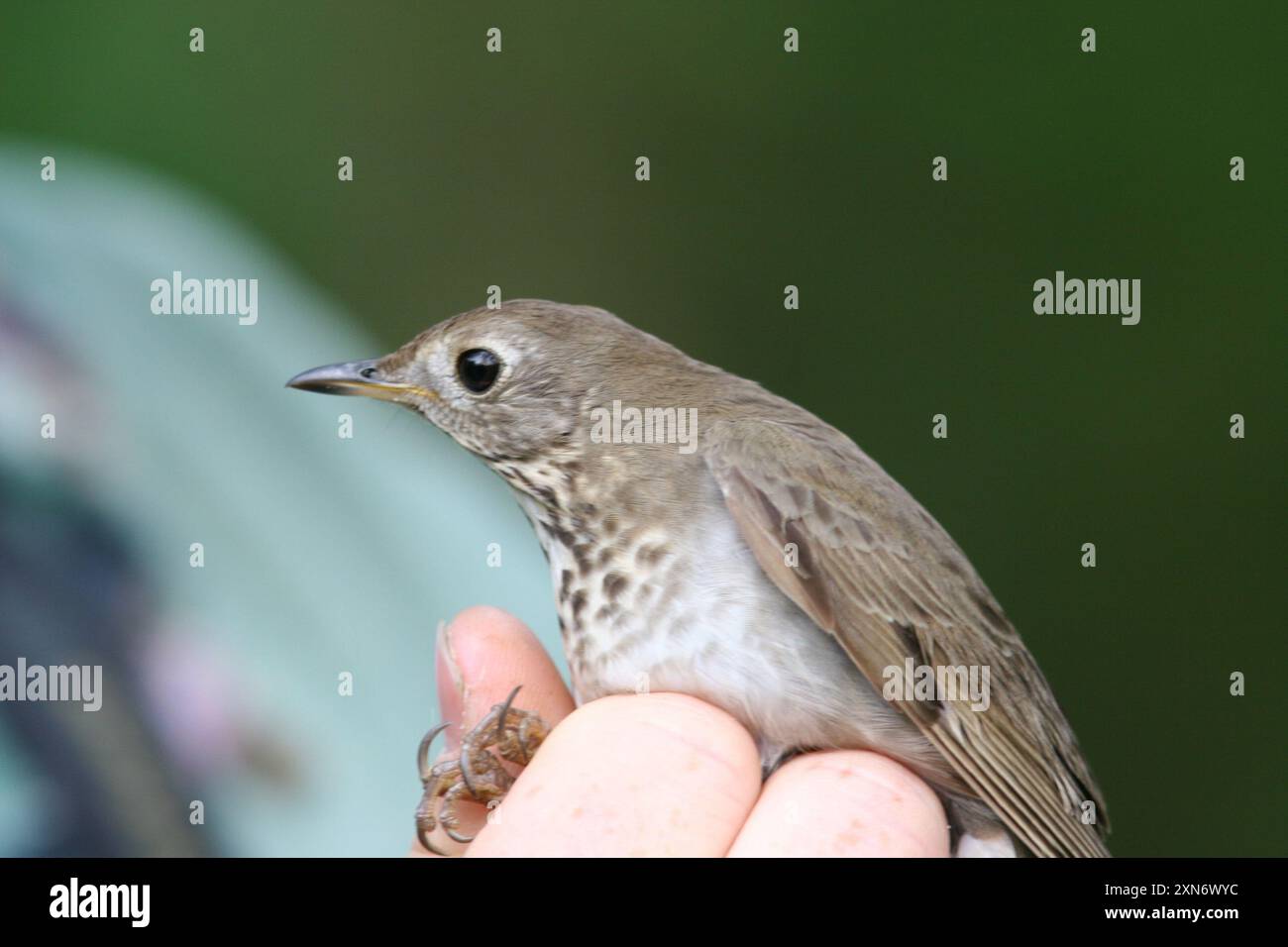 Gray cheeked thrush catharus minimus hi-res stock photography and ...