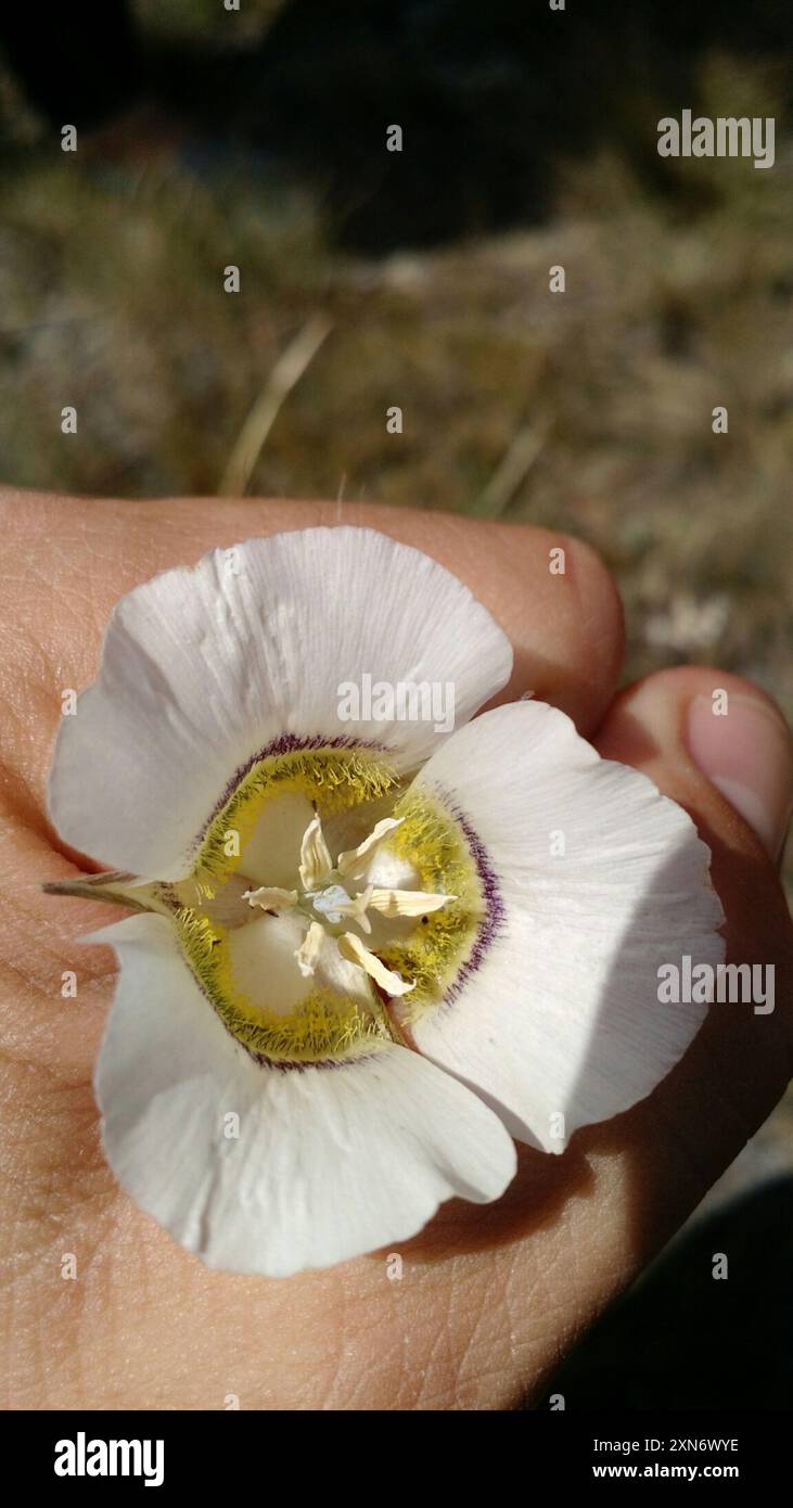 Gunnison's Mariposa Lily (Calochortus gunnisonii) Plantae Stock Photo ...