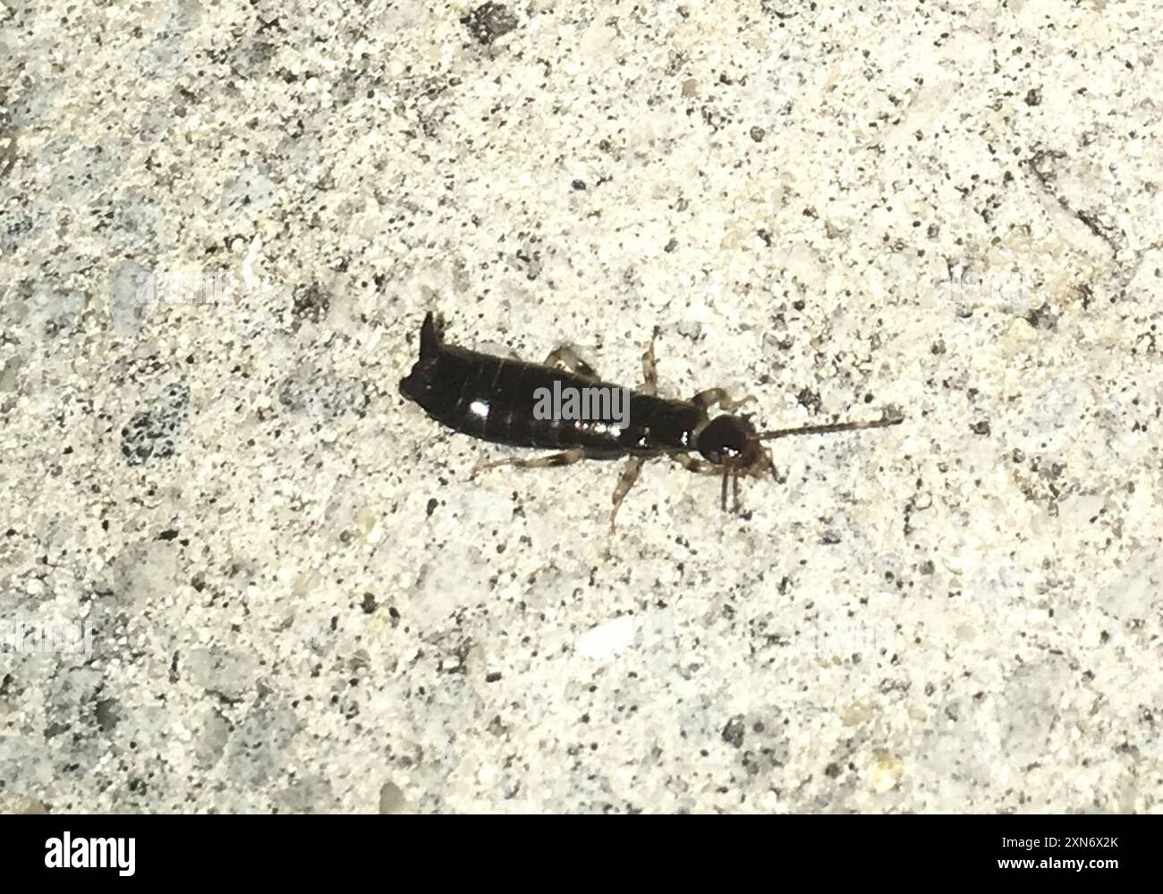 Ring-legged Earwig (Euborellia annulipes) Insecta Stock Photo - Alamy