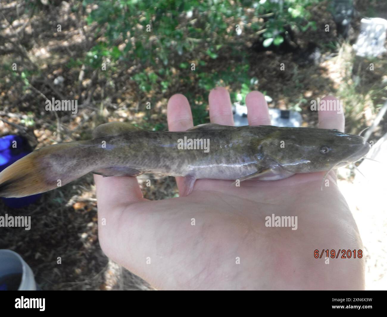 Flathead Catfish (Pylodictis olivaris) Actinopterygii Stock Photo - Alamy