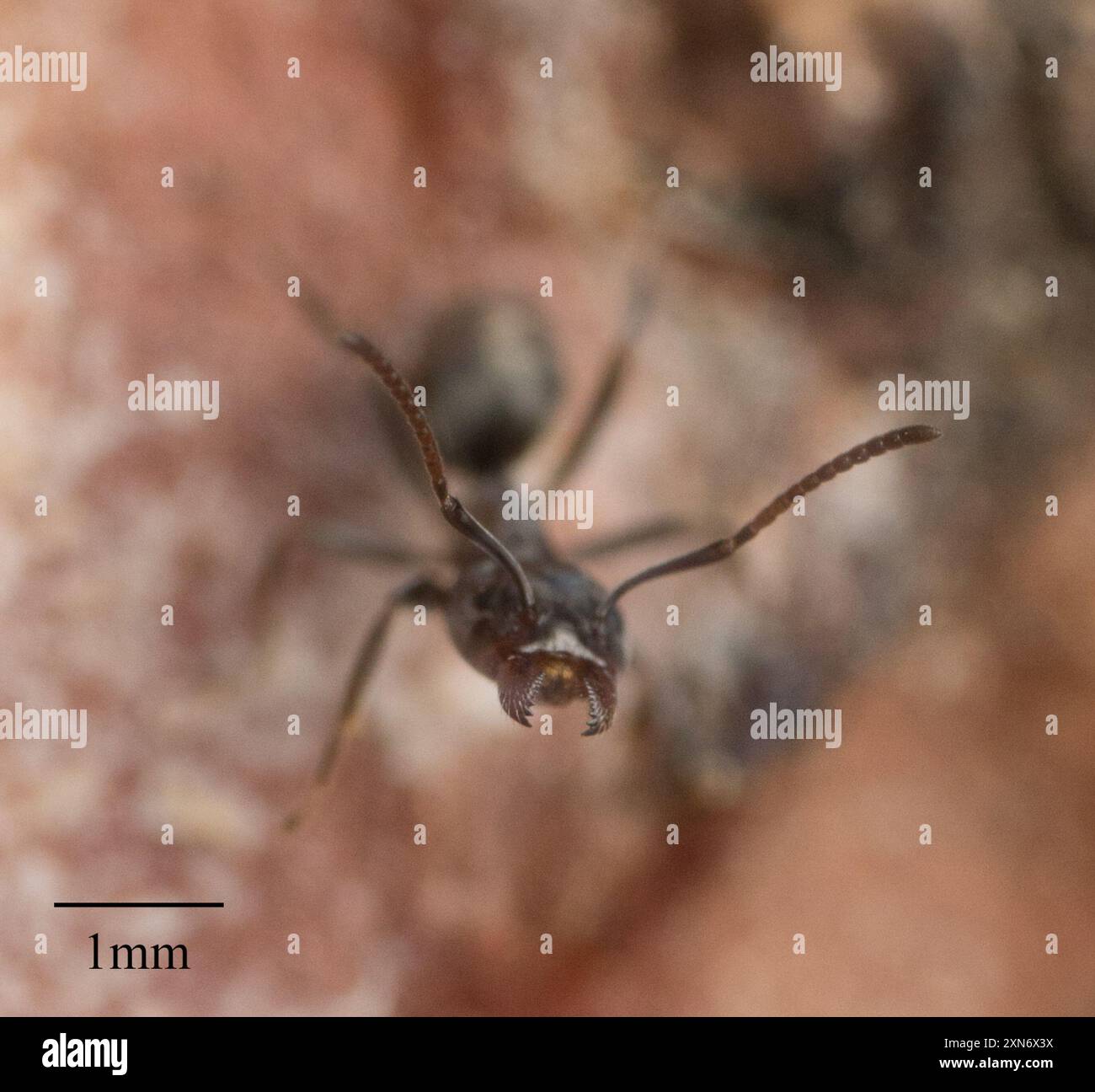 Argentine ant linepithema humile hi-res stock photography and images ...