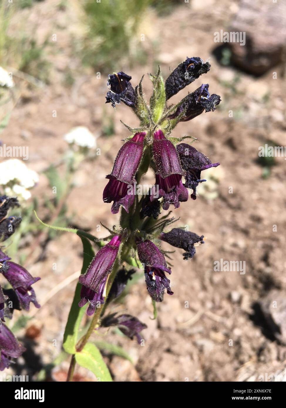 Whipple's penstemon (Penstemon whippleanus) Plantae Stock Photo - Alamy