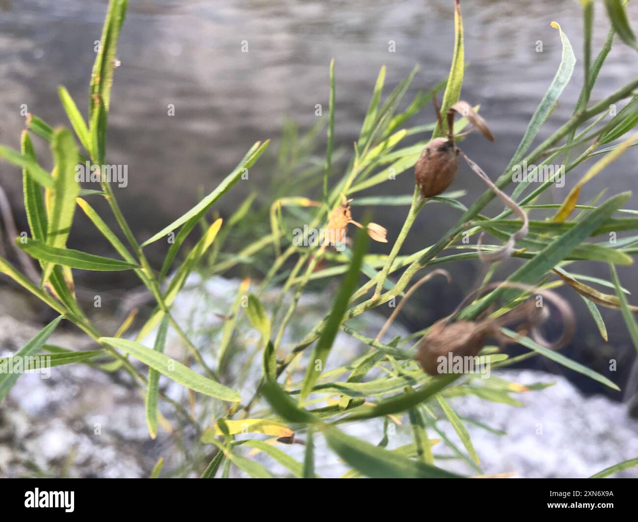 Poverty Weed (Baccharis neglecta) Plantae Stock Photo - Alamy