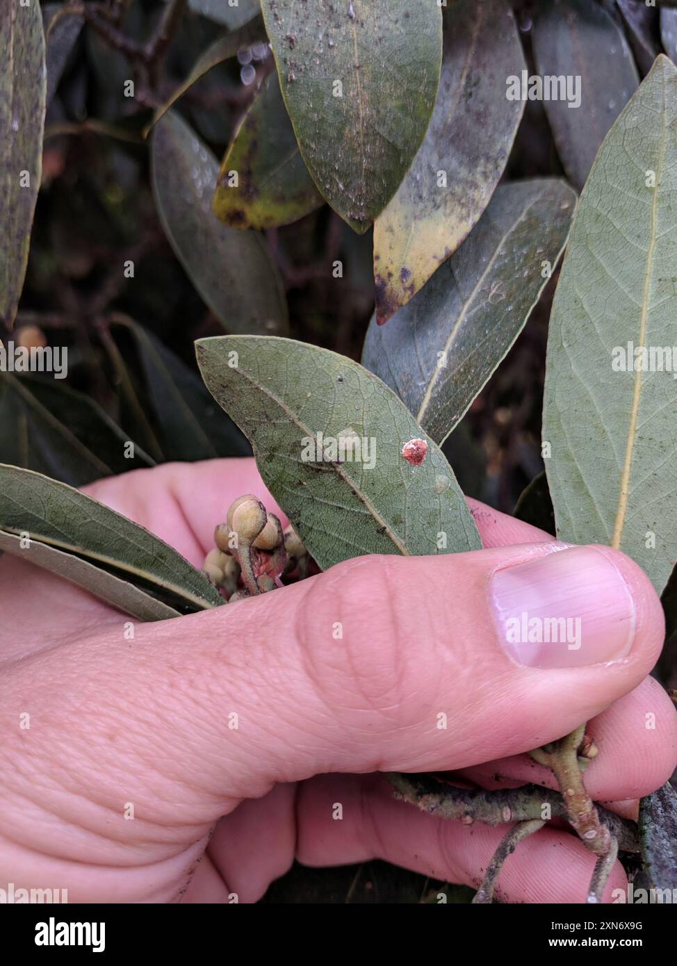 Pyriform Scale (Protopulvinaria pyriformis) Insecta Stock Photo - Alamy