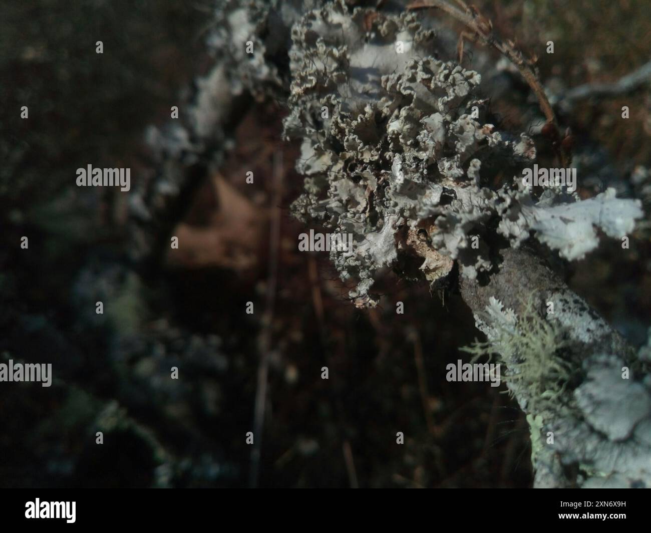 Ruffle Lichens (Parmotrema) Fungi Stock Photo - Alamy