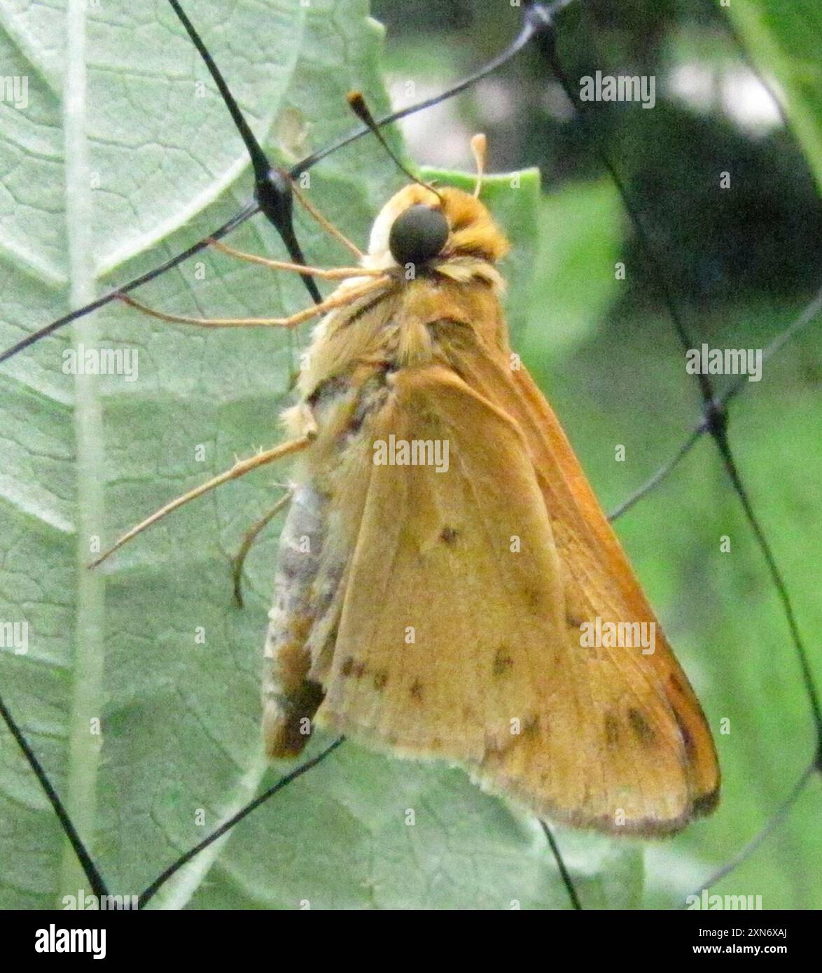Fiery Skipper (Hylephila phyleus) Insecta Stock Photo - Alamy