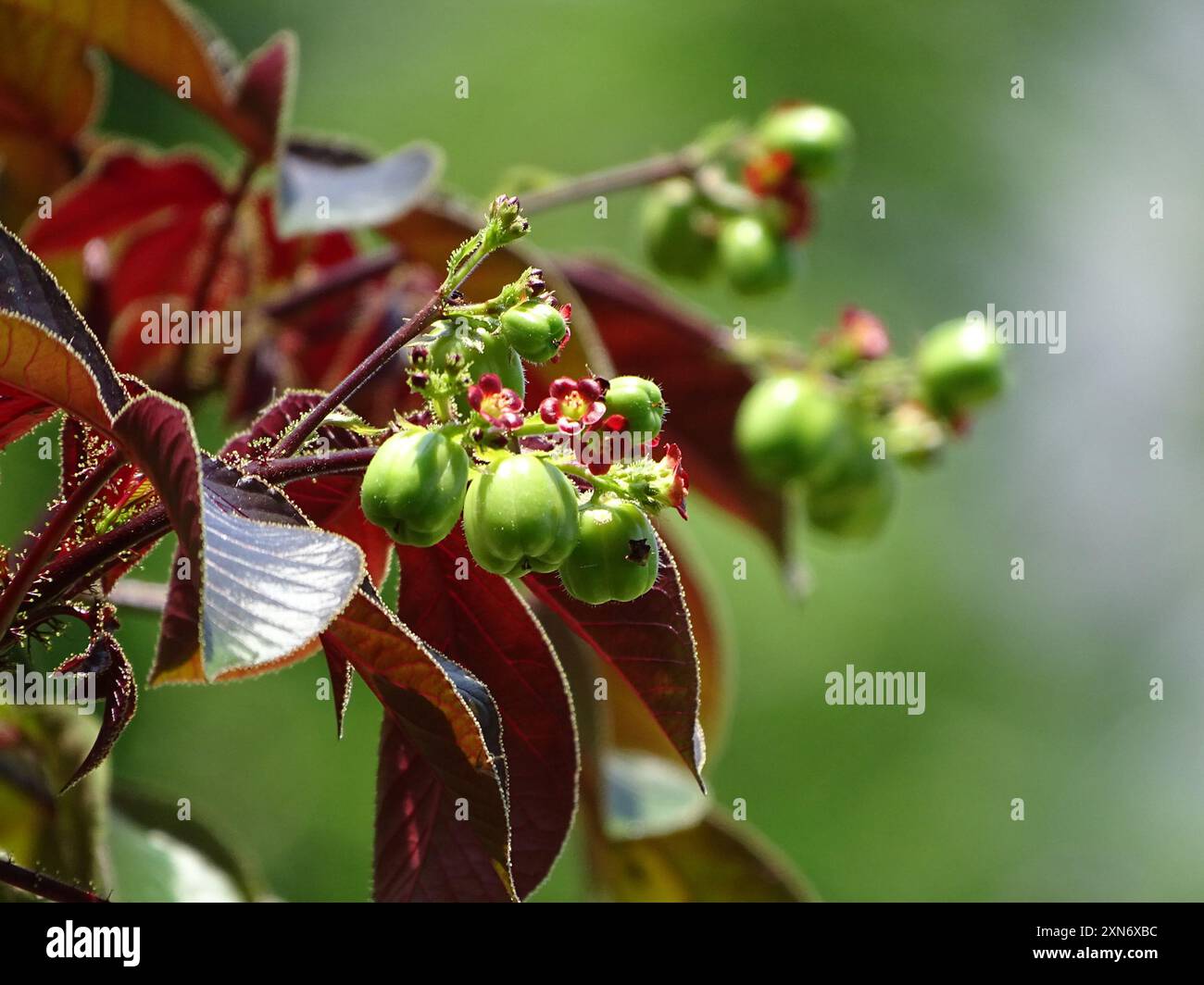 Bellyache Bush (Jatropha gossypiifolia) Plantae Stock Photo - Alamy