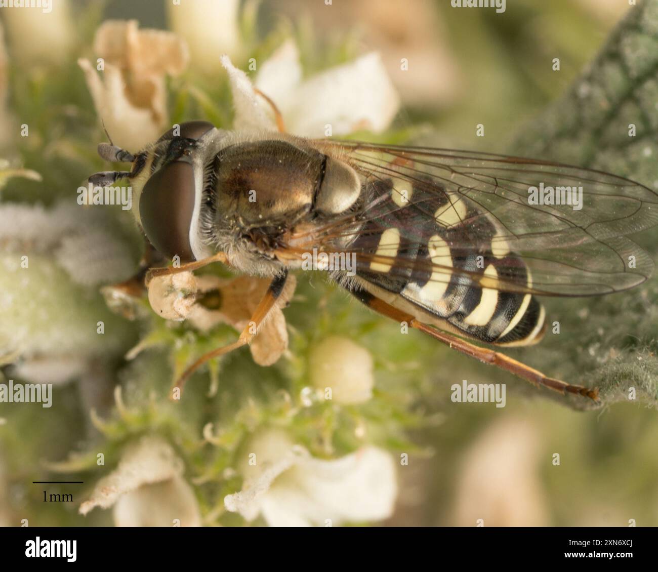 Large-tailed Aphideater (Eupeodes volucris) Insecta Stock Photo - Alamy