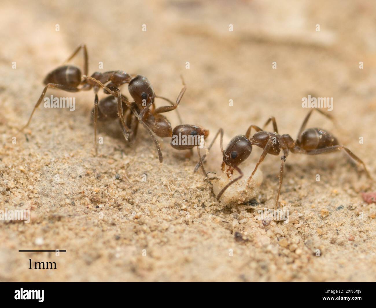 Argentine Ant (Linepithema humile) Insecta Stock Photo - Alamy
