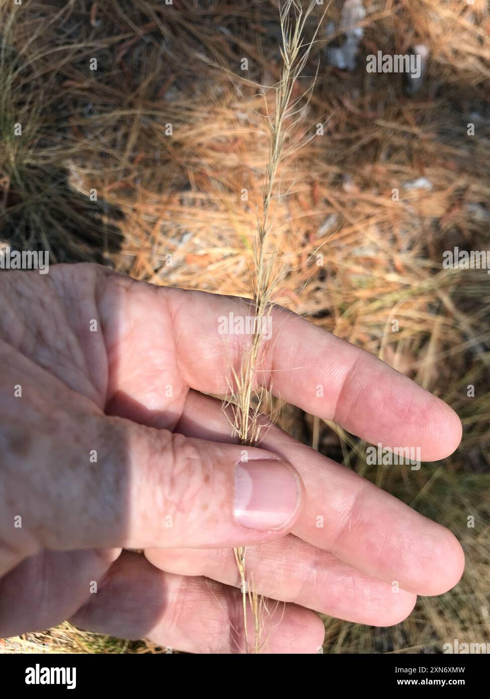 Wire grass (Aristida stricta) Plantae Stock Photo - Alamy