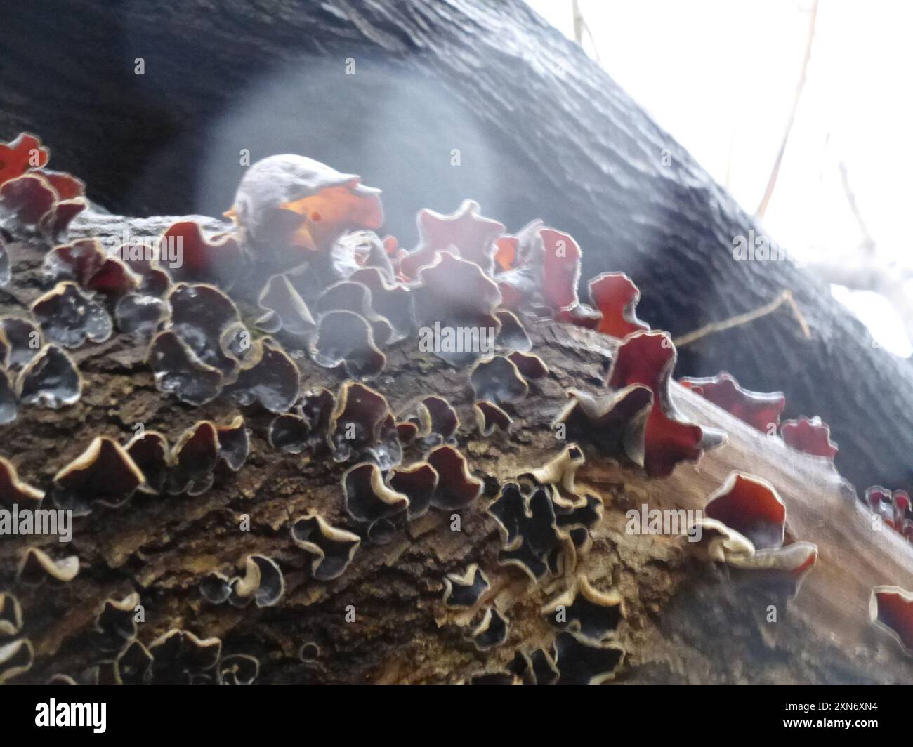 Jelly Tree Ear (Auricularia americana) Fungi Stock Photo - Alamy