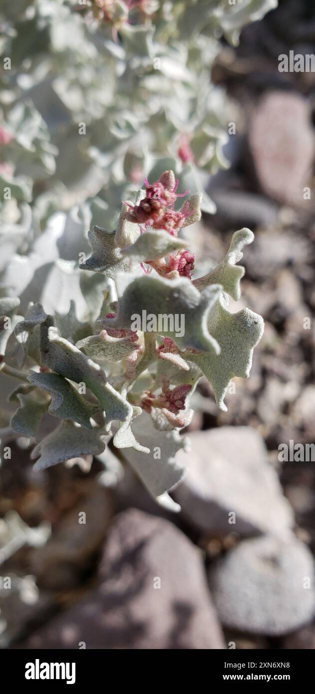 Desert Holly (Atriplex hymenelytra) Plantae Stock Photo - Alamy