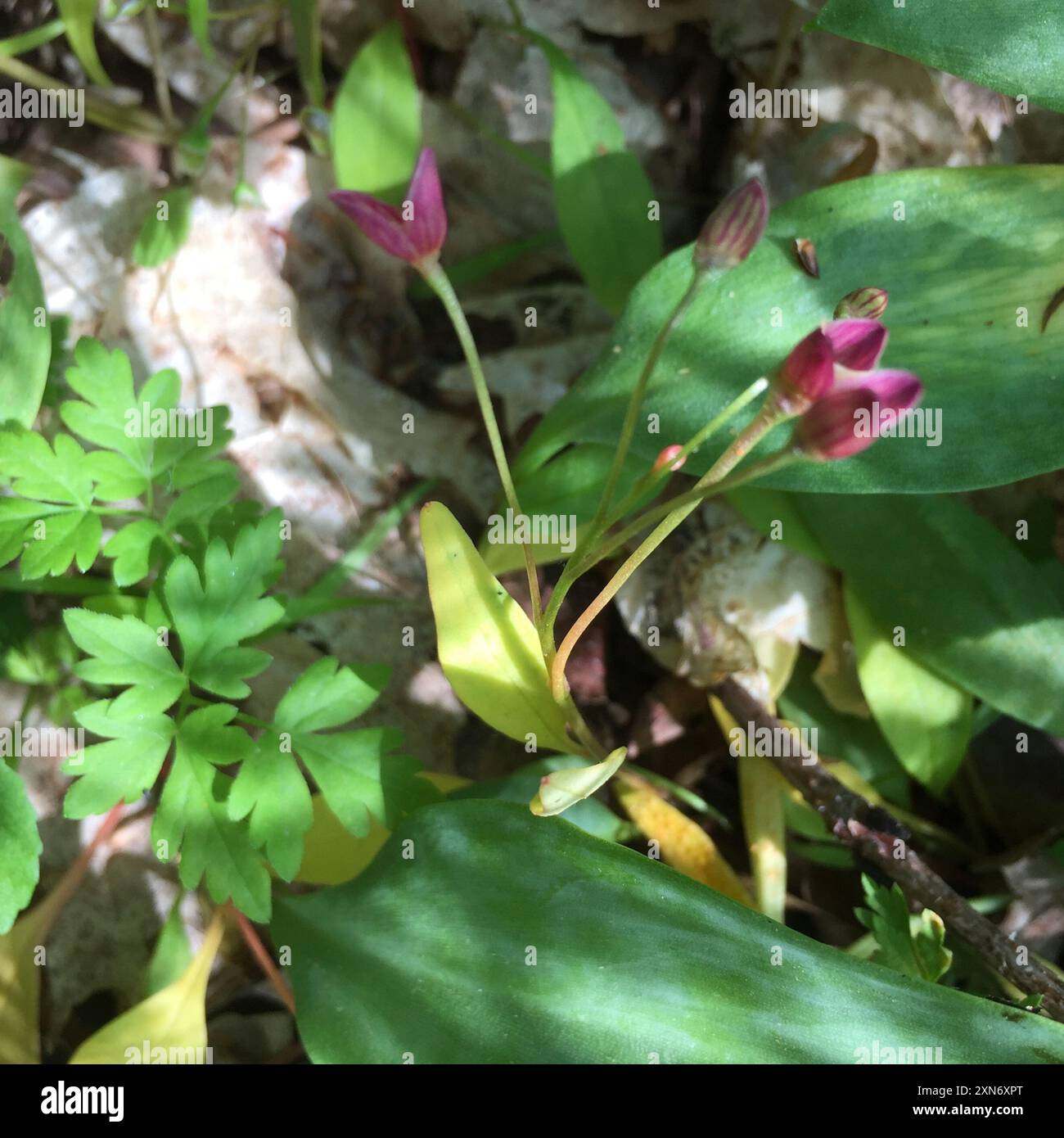 Carolina Springbeauty (Claytonia caroliniana) Plantae Stock Photo - Alamy