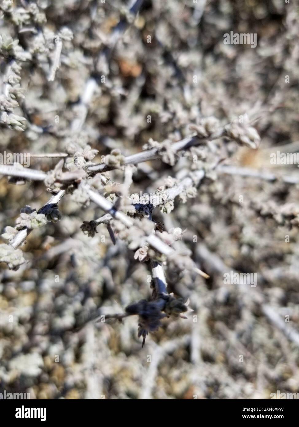 Littleleaf Rhatany (Krameria erecta) Plantae Stock Photo - Alamy