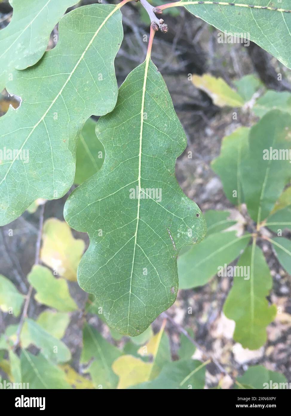 Lacey Oak (Quercus laceyi) Plantae Stock Photo - Alamy