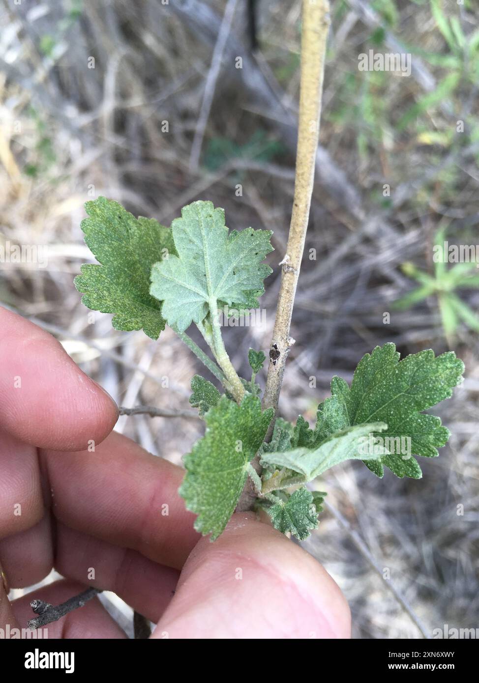 southern coastal bushmallow (Malacothamnus fasciculatus) Plantae Stock ...