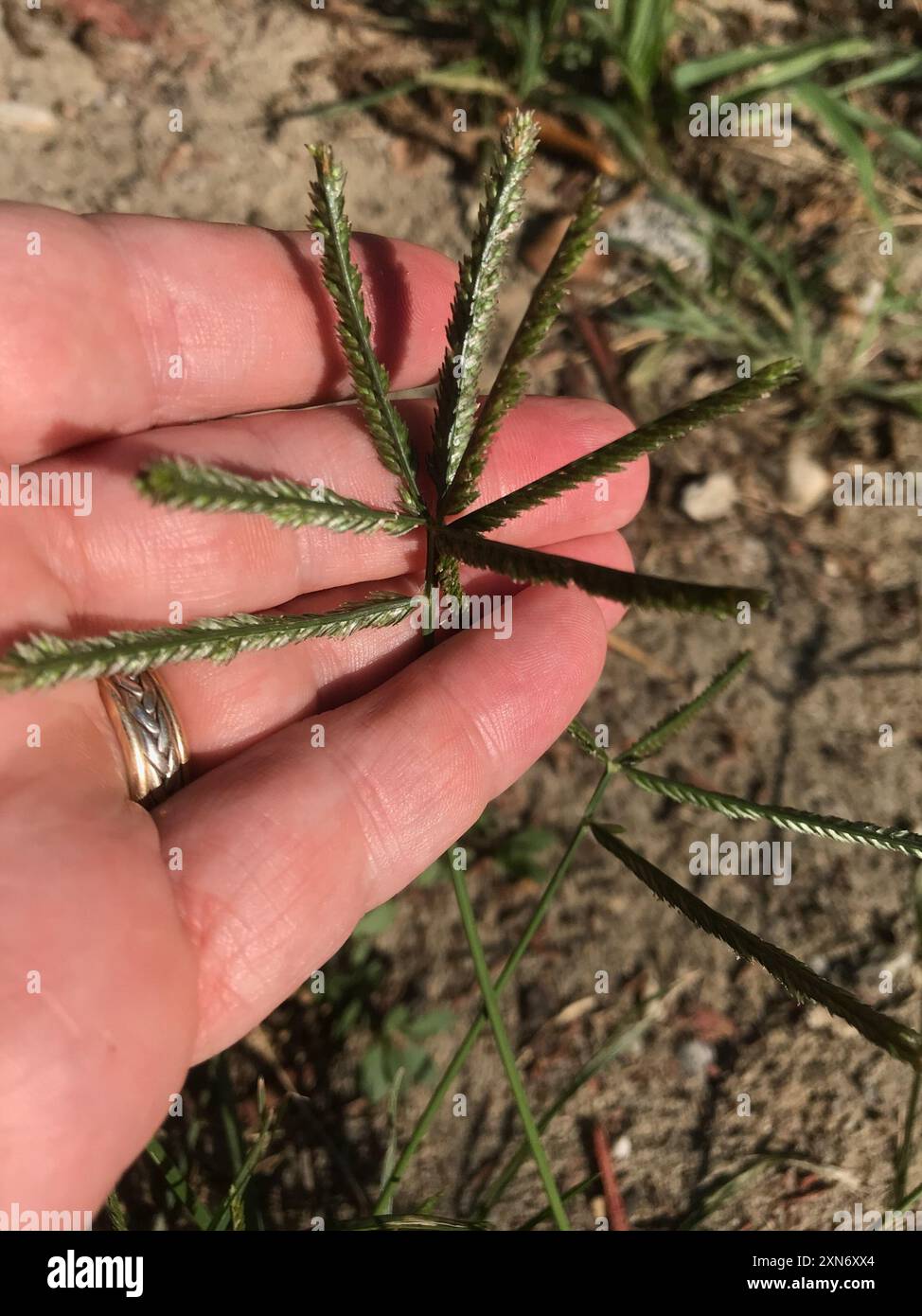 Goose Grass (Eleusine indica) Plantae Stock Photo - Alamy