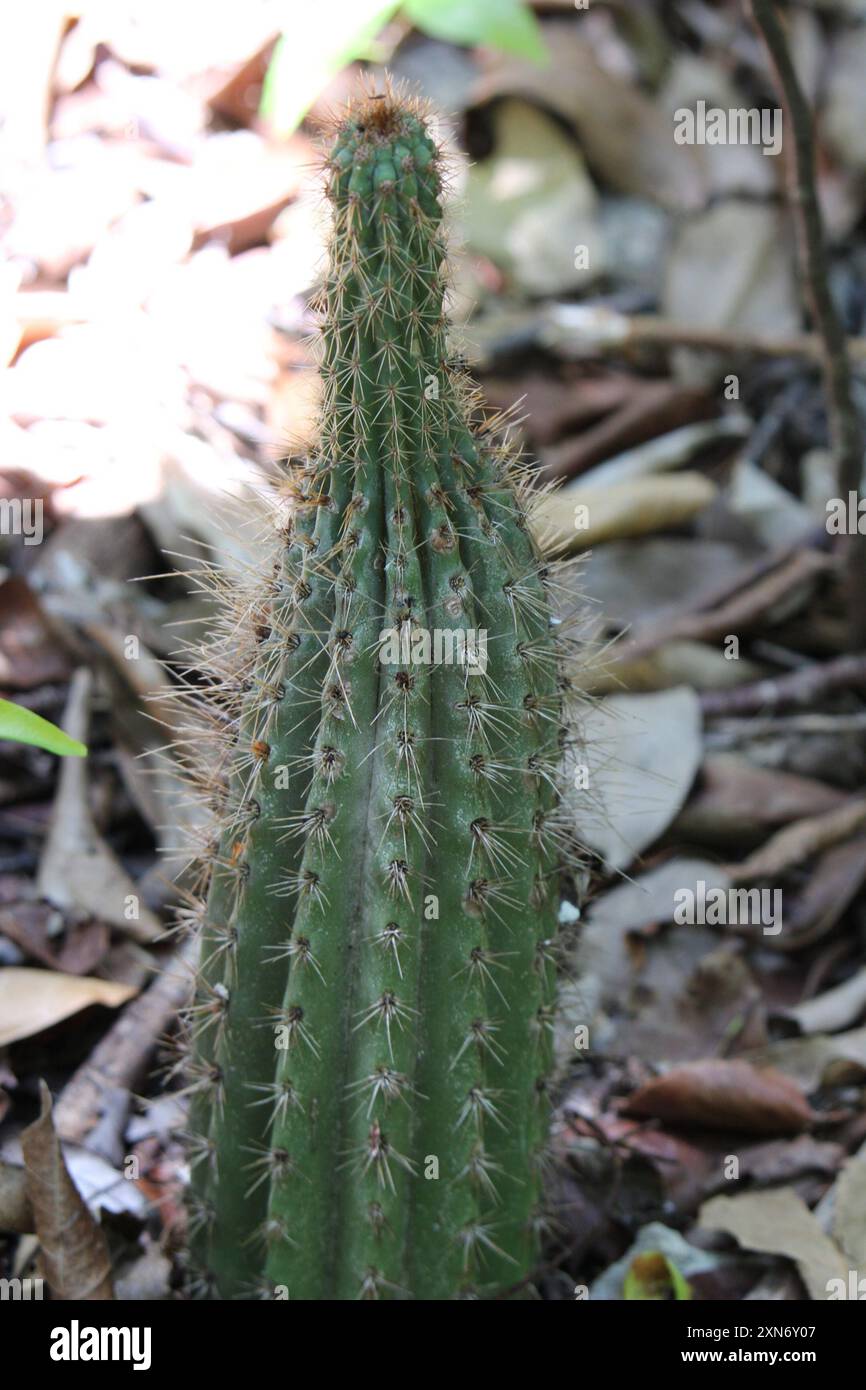 Key tree cactus (Pilosocereus robinii) Plantae Stock Photo - Alamy