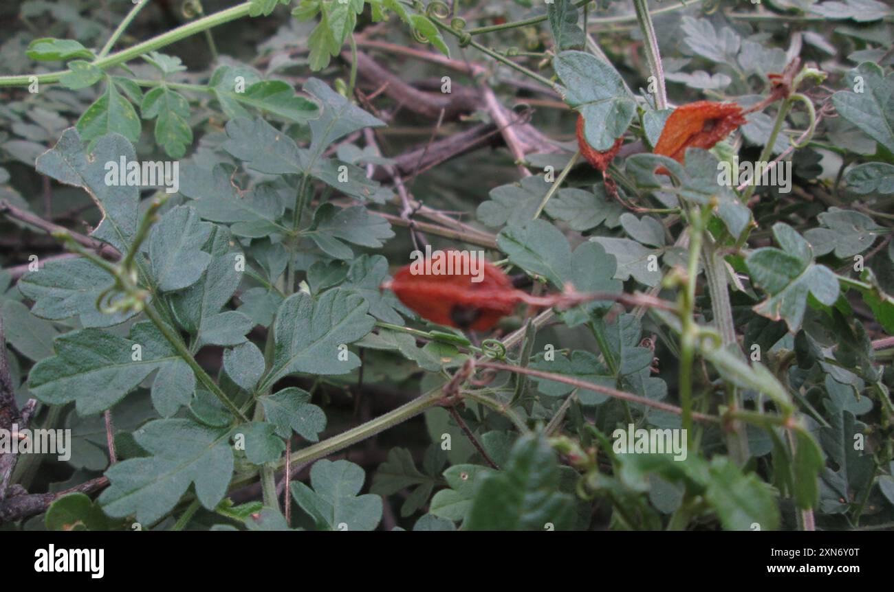 Lesser Balloon Vine (Cardiospermum halicacabum) Plantae Stock Photo - Alamy
