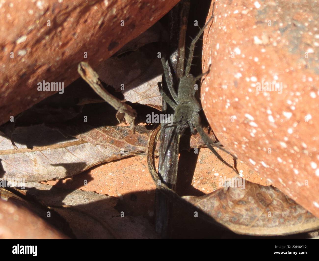 Stone Spider (Pardosa lapidicina) Arachnida Stock Photo - Alamy