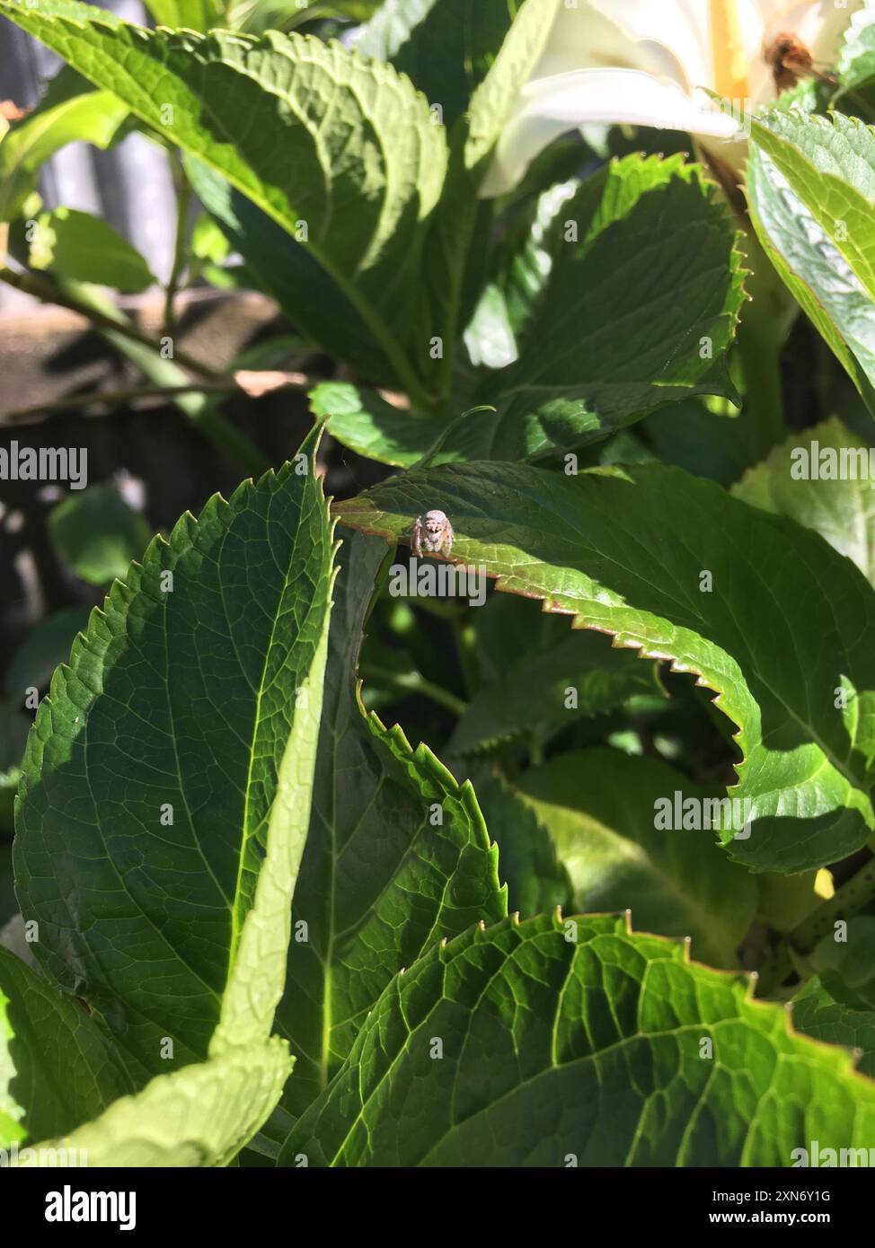 Opisthoncus polyphemus hi-res stock photography and images - Alamy