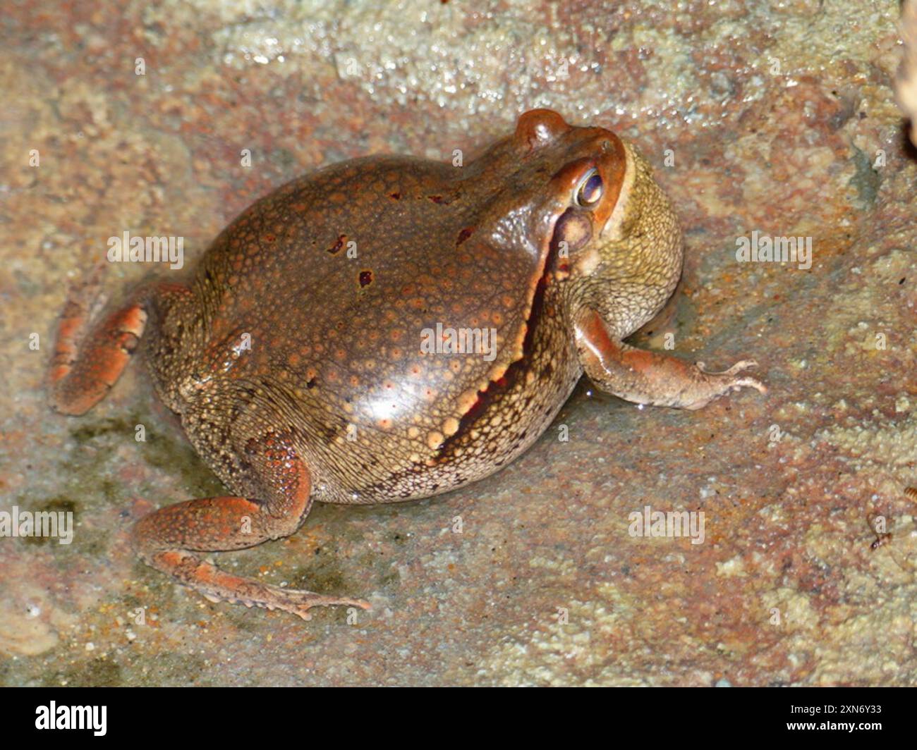 African Red Toad (Schismaderma carens) Amphibia Stock Photo - Alamy