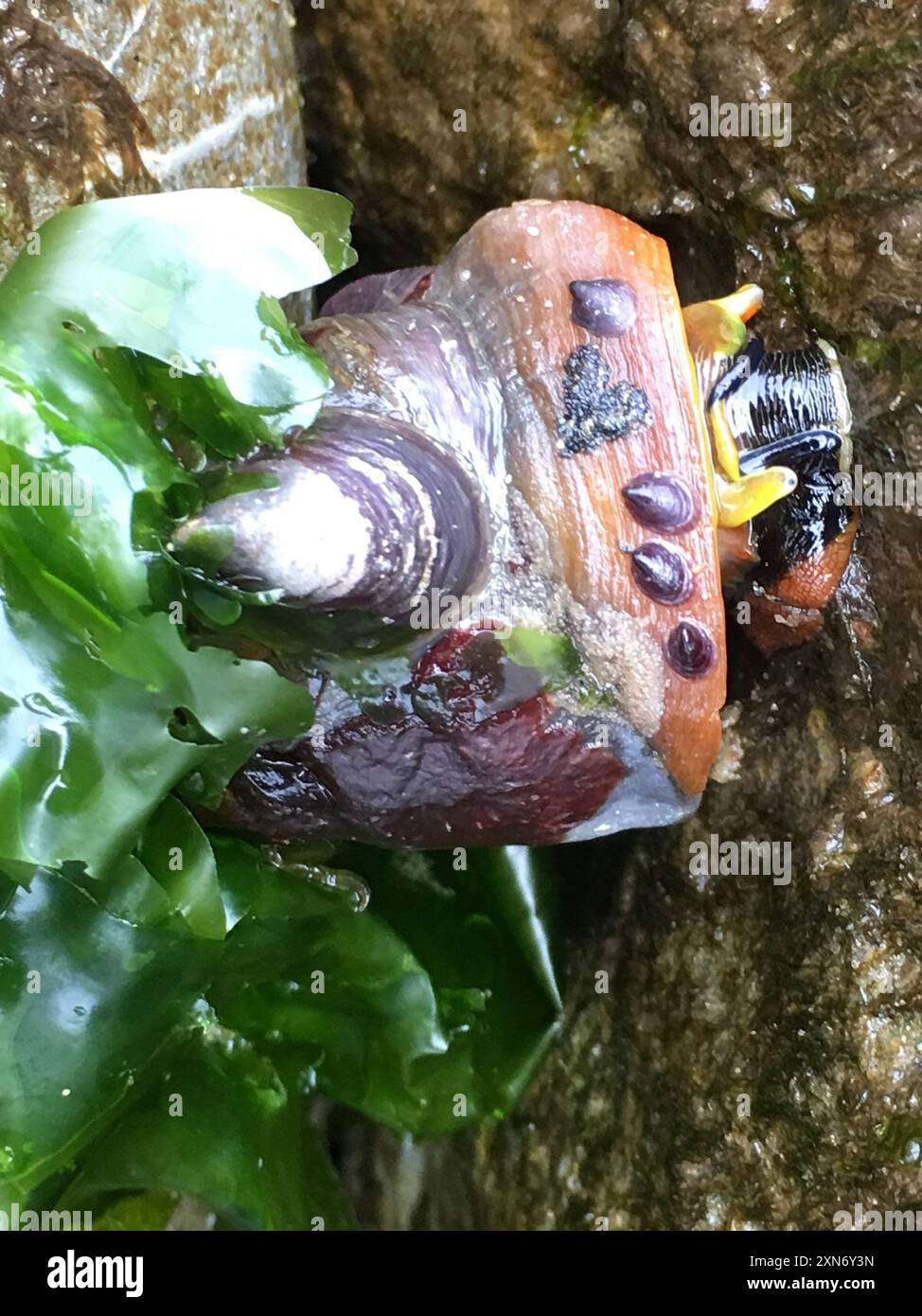 Hooked Slippersnail (Crepidula adunca) Mollusca Stock Photo - Alamy