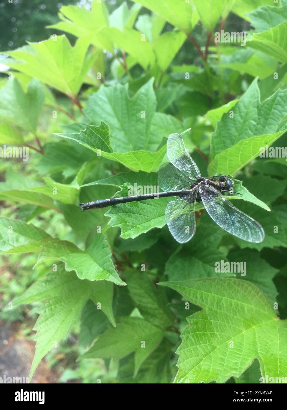 Phanogomphus Clubtails (Phanogomphus) Insecta Stock Photo - Alamy