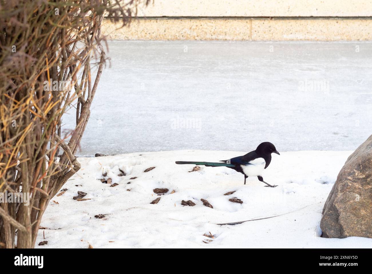 Edmonton magpie hi-res stock photography and images - Alamy