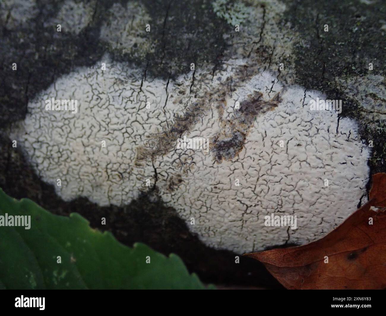 Common Script Lichen (Graphis scripta) Fungi Stock Photo - Alamy
