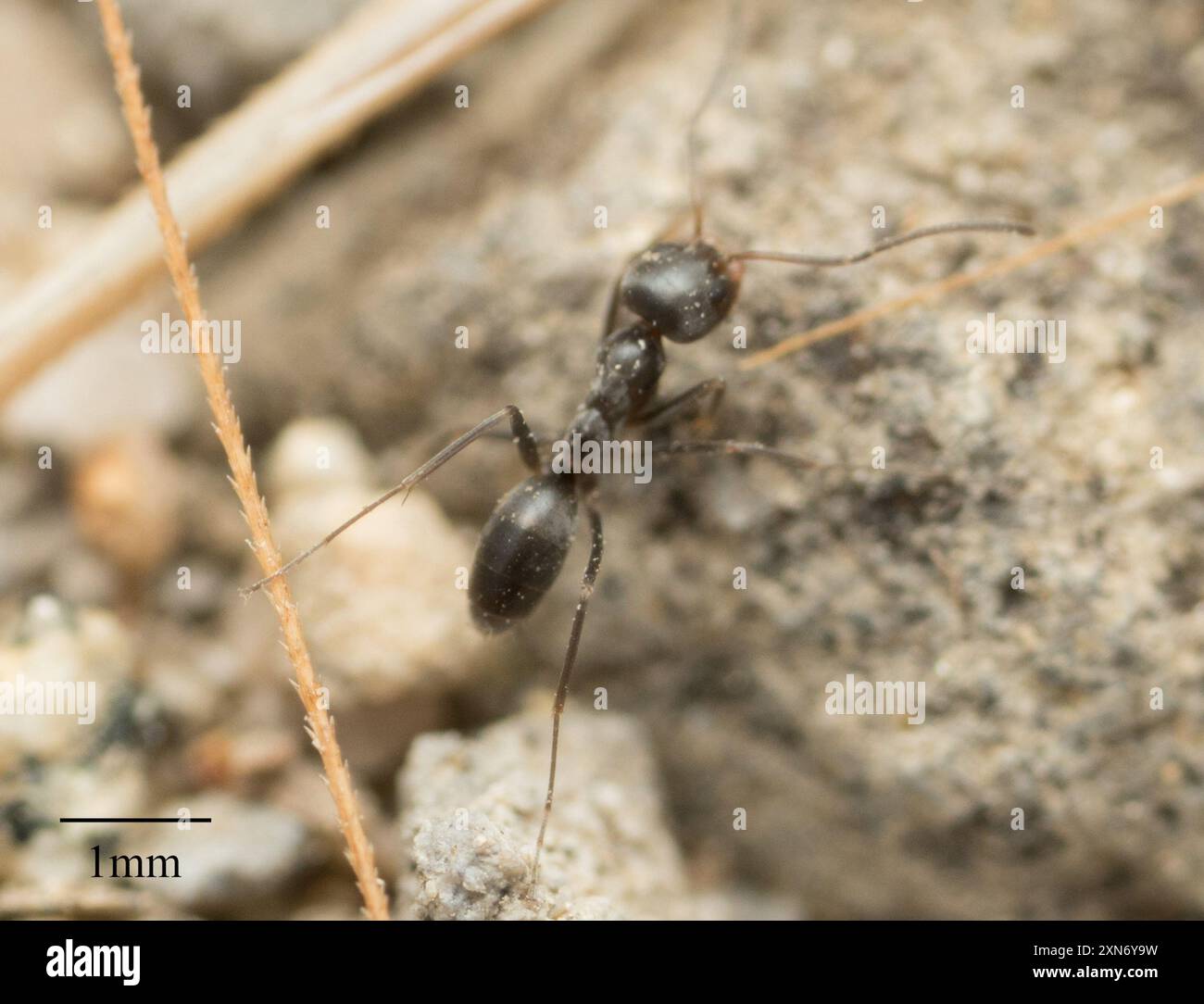 Pyramid Ants (Dorymyrmex) Insecta Stock Photo - Alamy