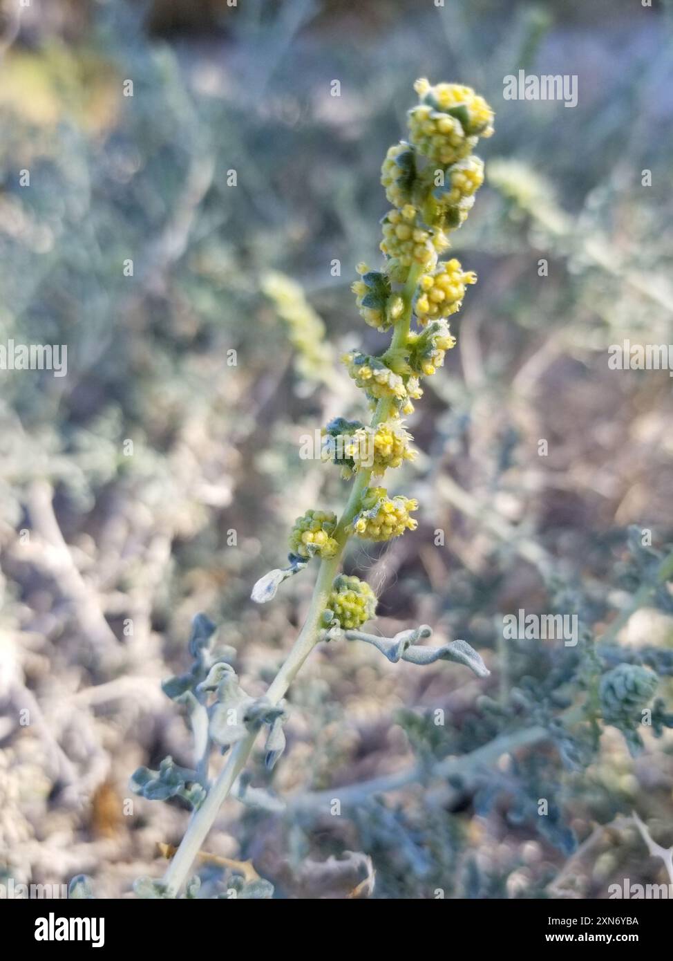 Burrobush (Ambrosia dumosa) Plantae Stock Photo - Alamy