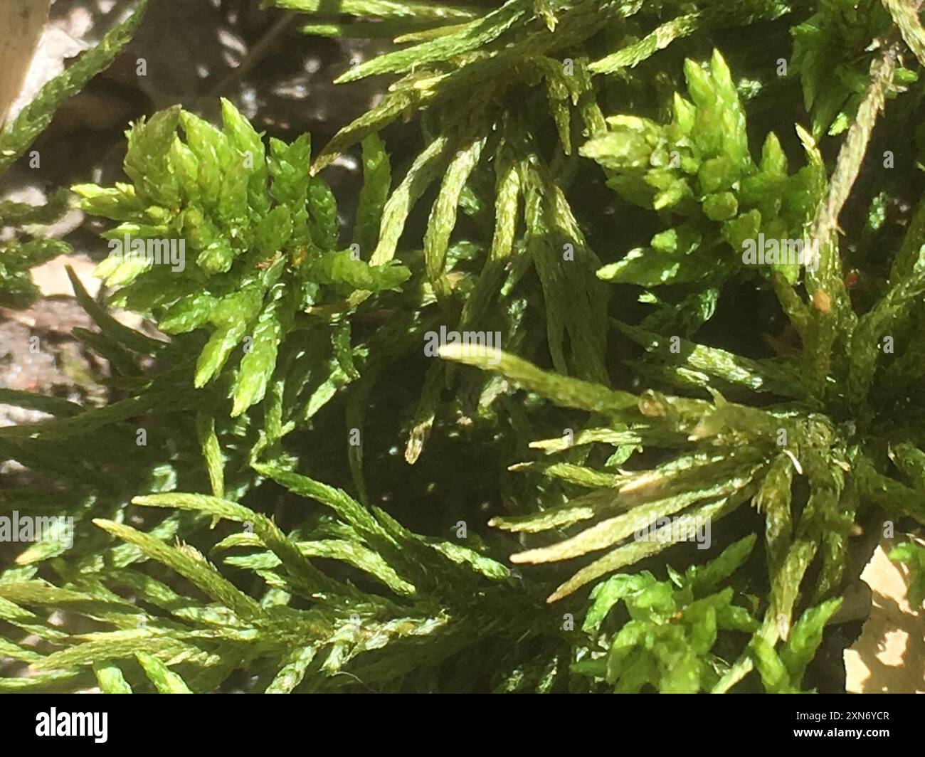 American Tree Moss (Climacium americanum) Plantae Stock Photo - Alamy