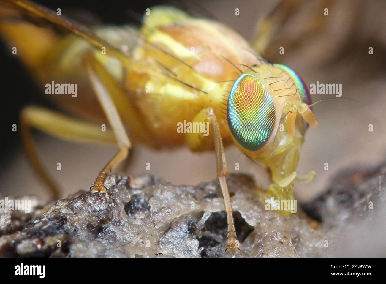 Mexican Fruit Fly (Anastrepha ludens) Insecta Stock Photo - Alamy