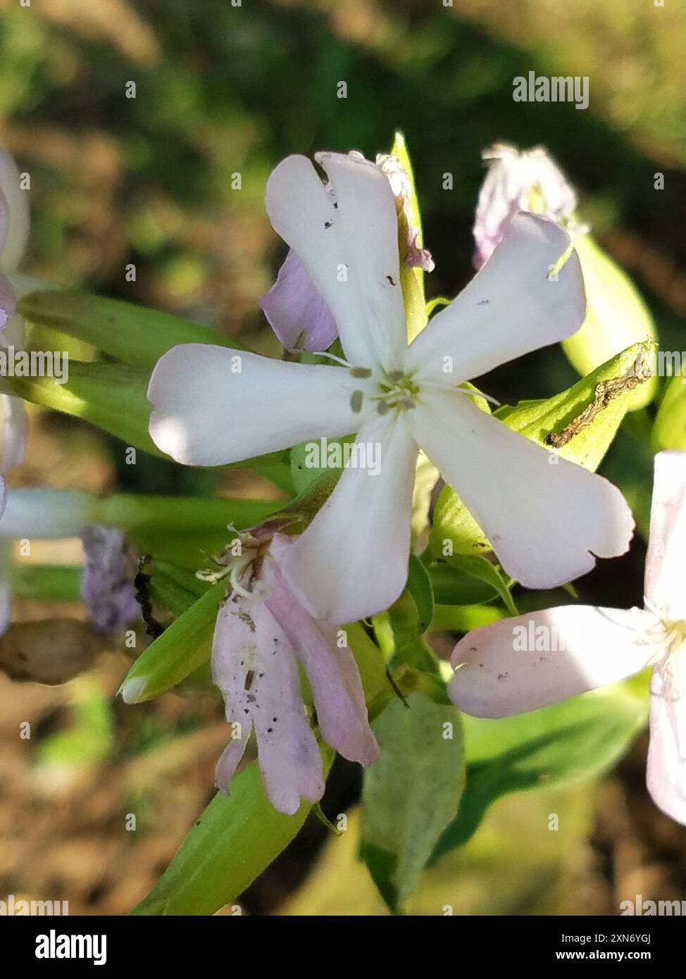 common soapwort (Saponaria officinalis) Plantae Stock Photo - Alamy