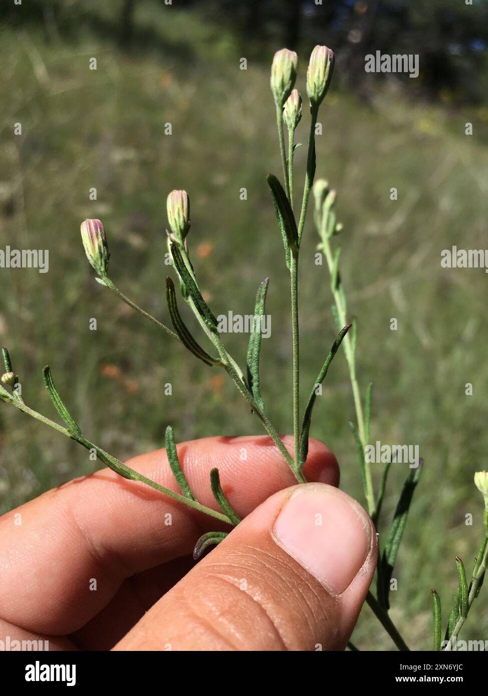 False Boneset (Brickellia eupatorioides) Plantae Stock Photo - Alamy