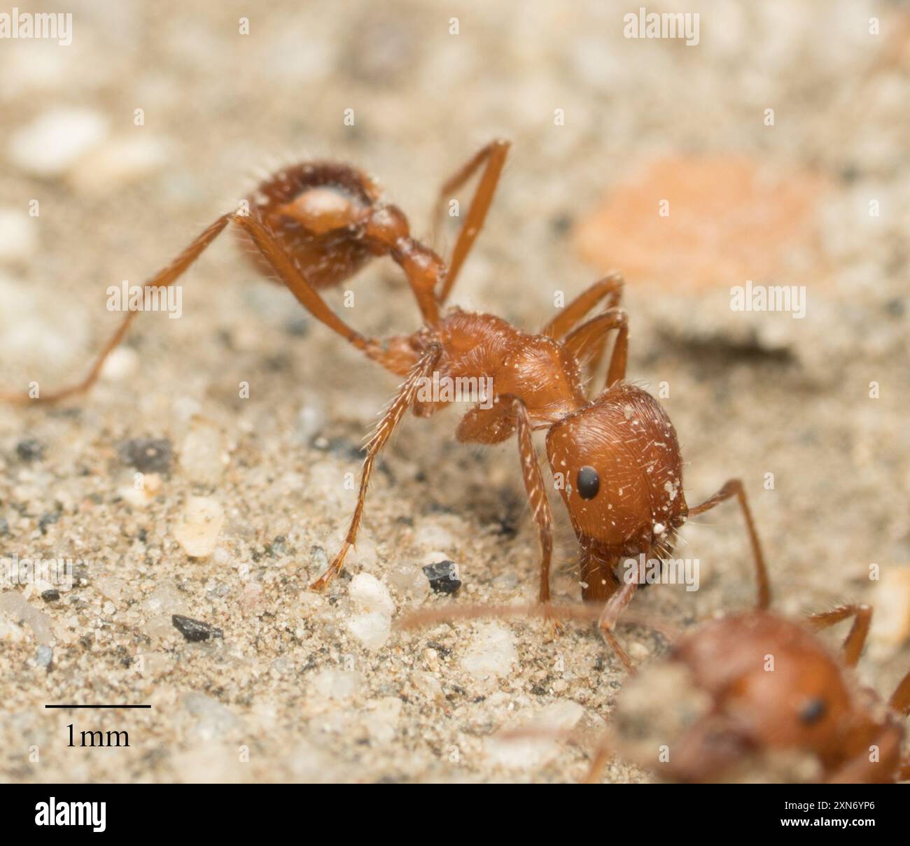 California Harvester Ant (Pogonomyrmex californicus) Insecta Stock ...