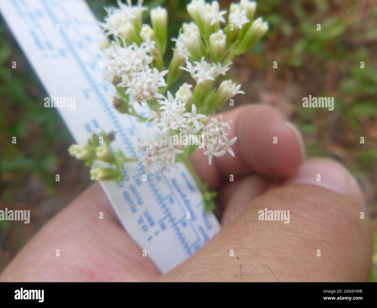 smaller white snakeroot (Ageratina aromatica) Plantae Stock Photo - Alamy