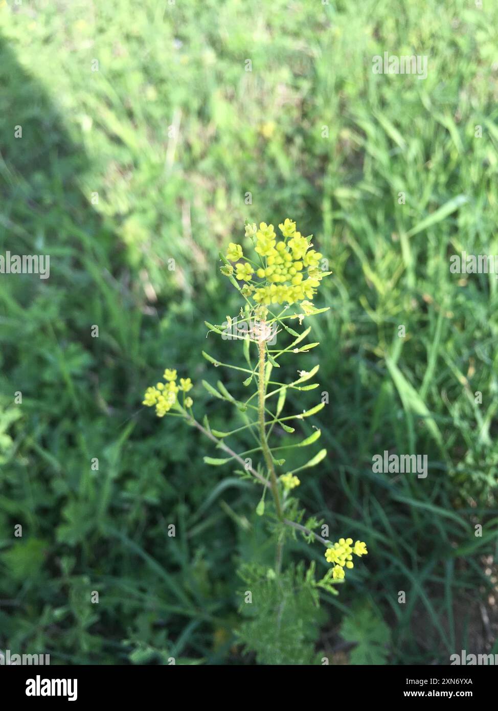 Western Tansymustard (Descurainia pinnata) Plantae Stock Photo - Alamy