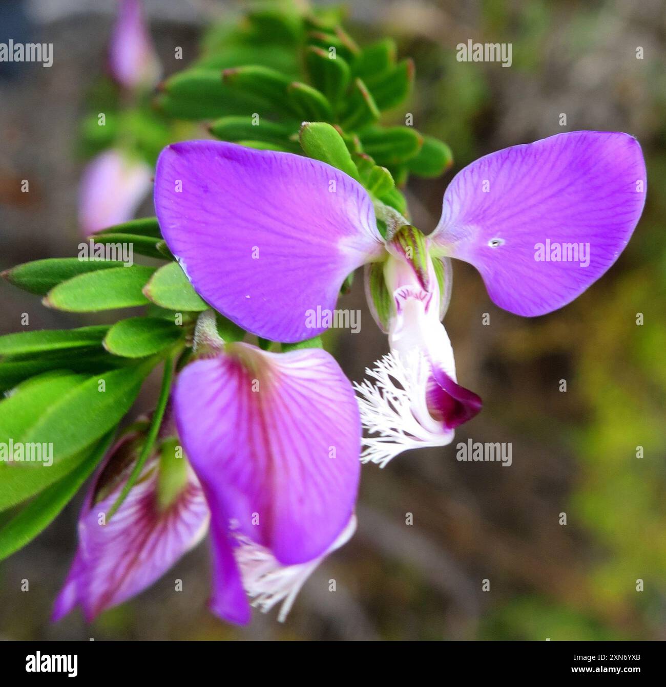 Septemberbush (Polygala myrtifolia myrtifolia) Plantae Stock Photo - Alamy