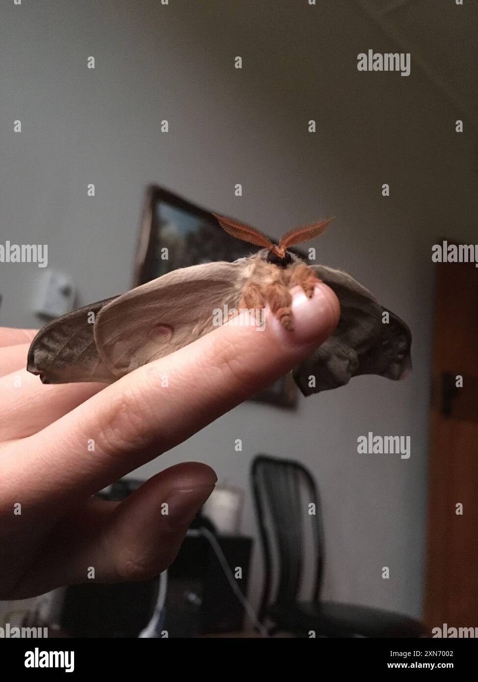 Emperor Gum Moth (Opodiphthera eucalypti) Insecta Stock Photo - Alamy