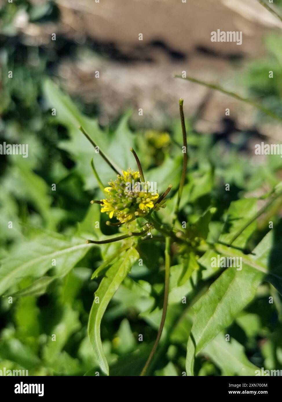 London rocket (Sisymbrium irio) Plantae Stock Photo - Alamy