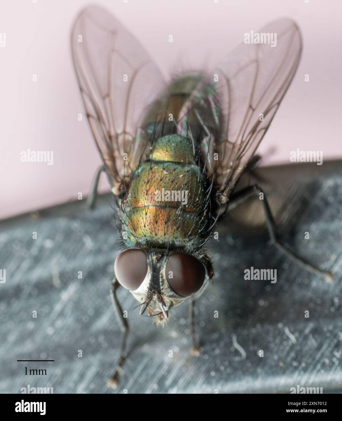 Lucilia cuprina hi-res stock photography and images - Alamy