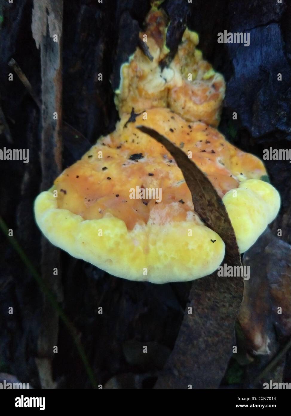 Western Hardwood Sulphur Shelf (Laetiporus gilbertsonii) Fungi Stock ...