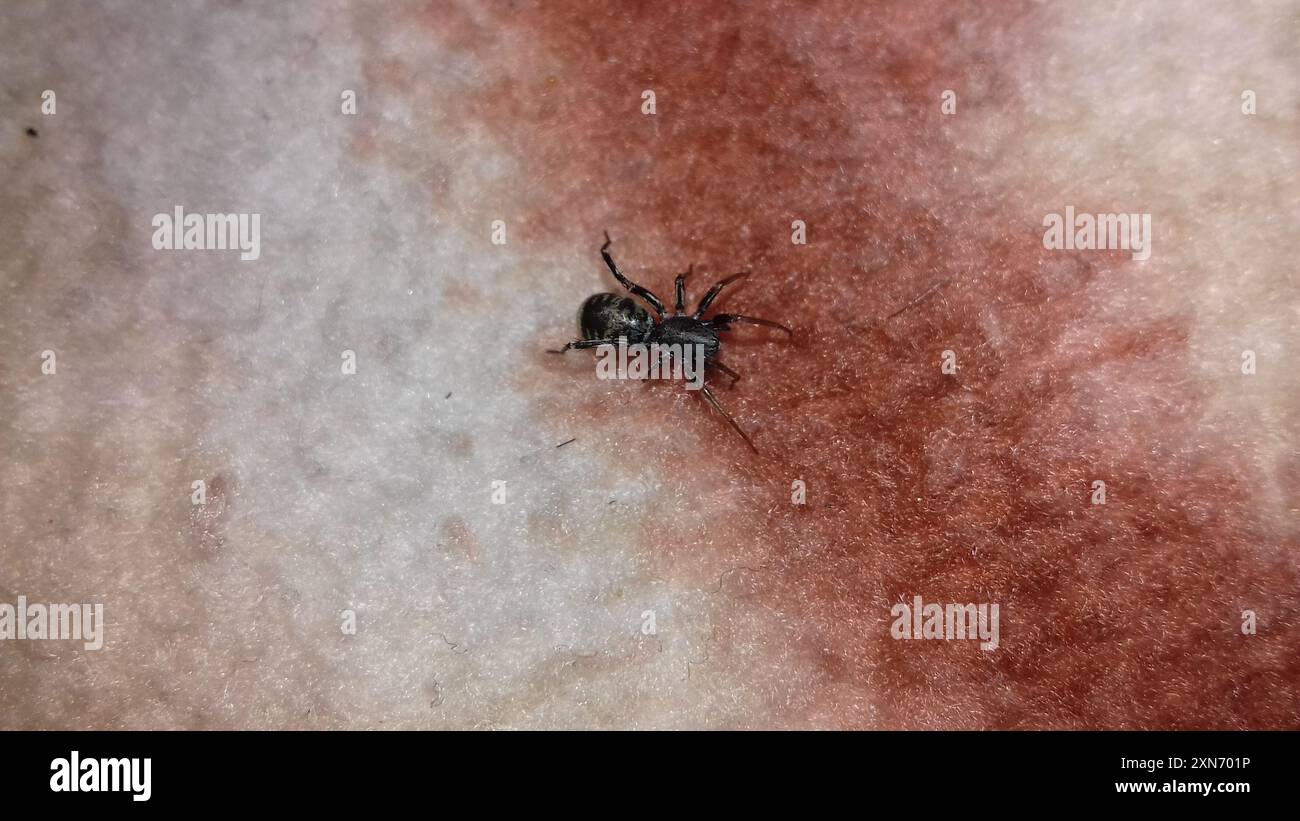 Ground and Ant-mimic Sac Spiders (Corinnidae) Arachnida Stock Photo - Alamy